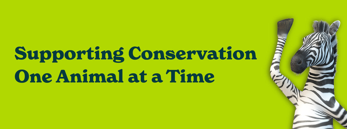 Supporting Conservation One Animal at a Time – Zebra Pen